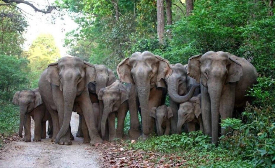 Nature And Culture Collide: Wildlife Sanctuaries In Meghalaya